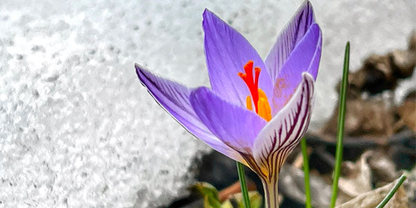 What are the BENEFITS of SAFFRON? Uses, Evidence and more! – Vimerson ...